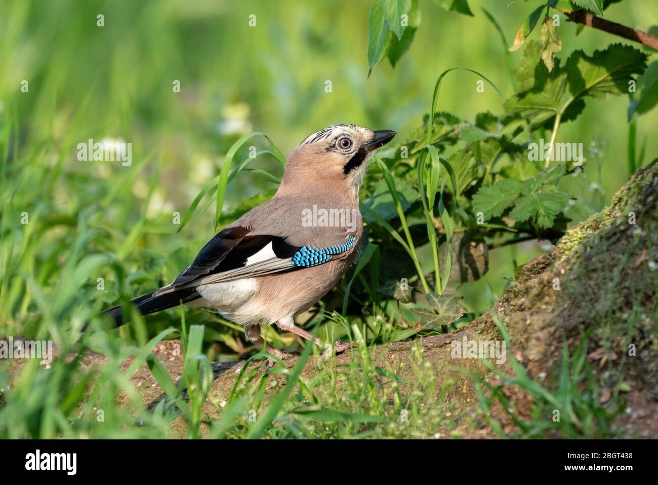 European blue jay garrulus glandarius hi-res stock photography and ...