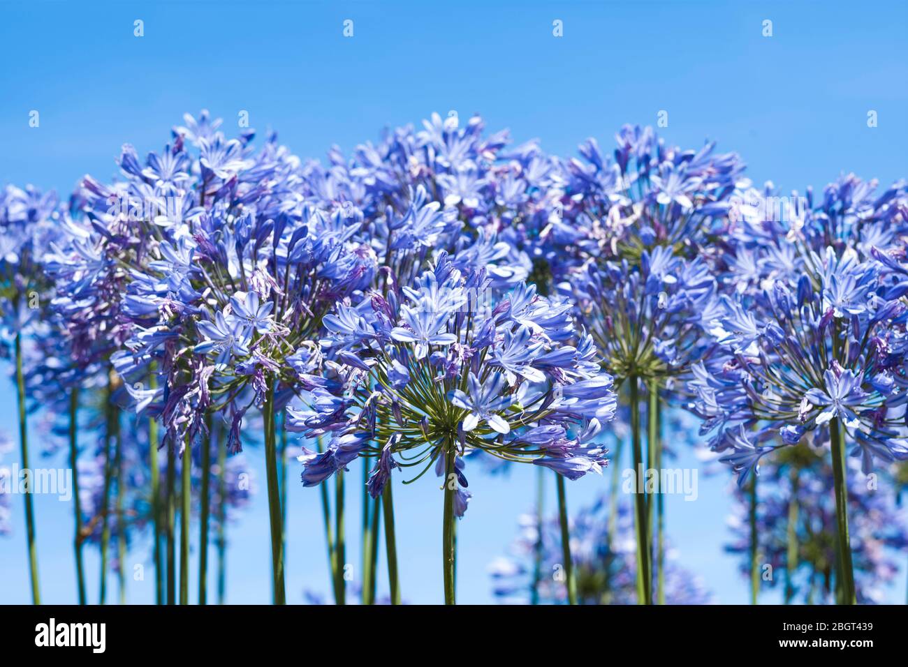 Agapanthus hi-res stock photography and images - Alamy