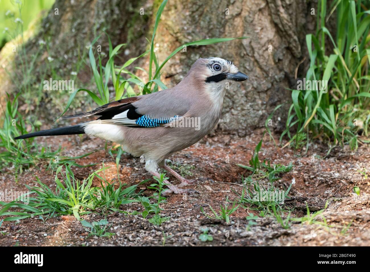 European blue jay garrulus glandarius hi-res stock photography and ...