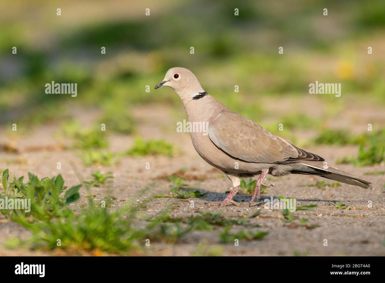 Eurasian collared dove (Streptopelia decaocto) side view Stock Photo ...