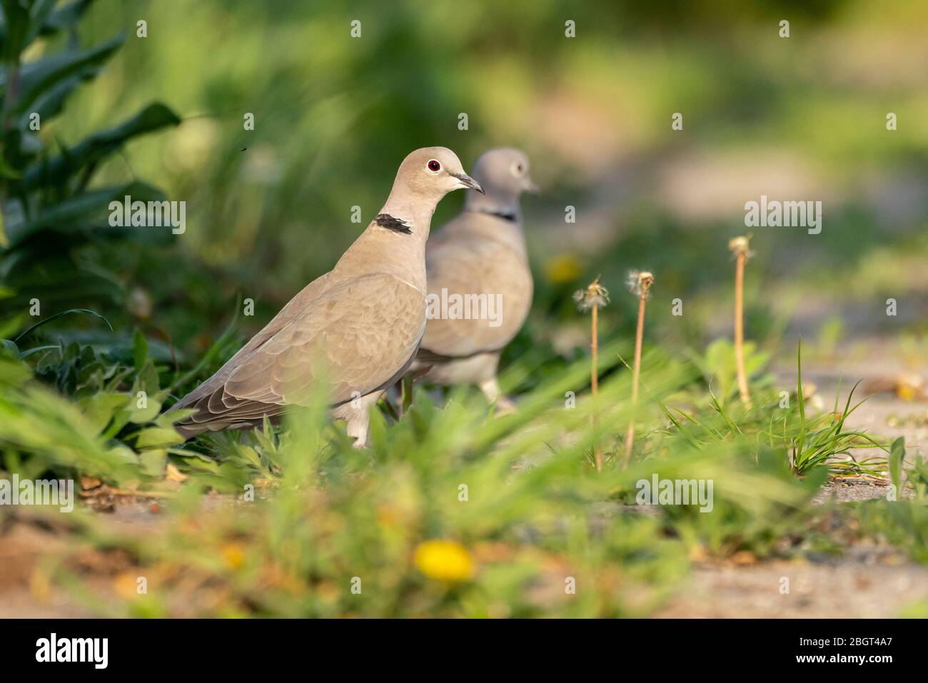 A couple of Eurasian collared doves (Streptopelia decaocto Stock Photo ...