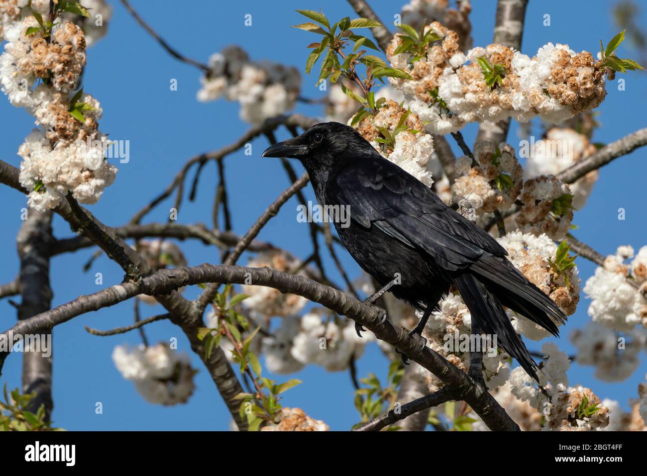 common raven (Corvus corax) sitting in a blooming tree Stock Photo - Alamy