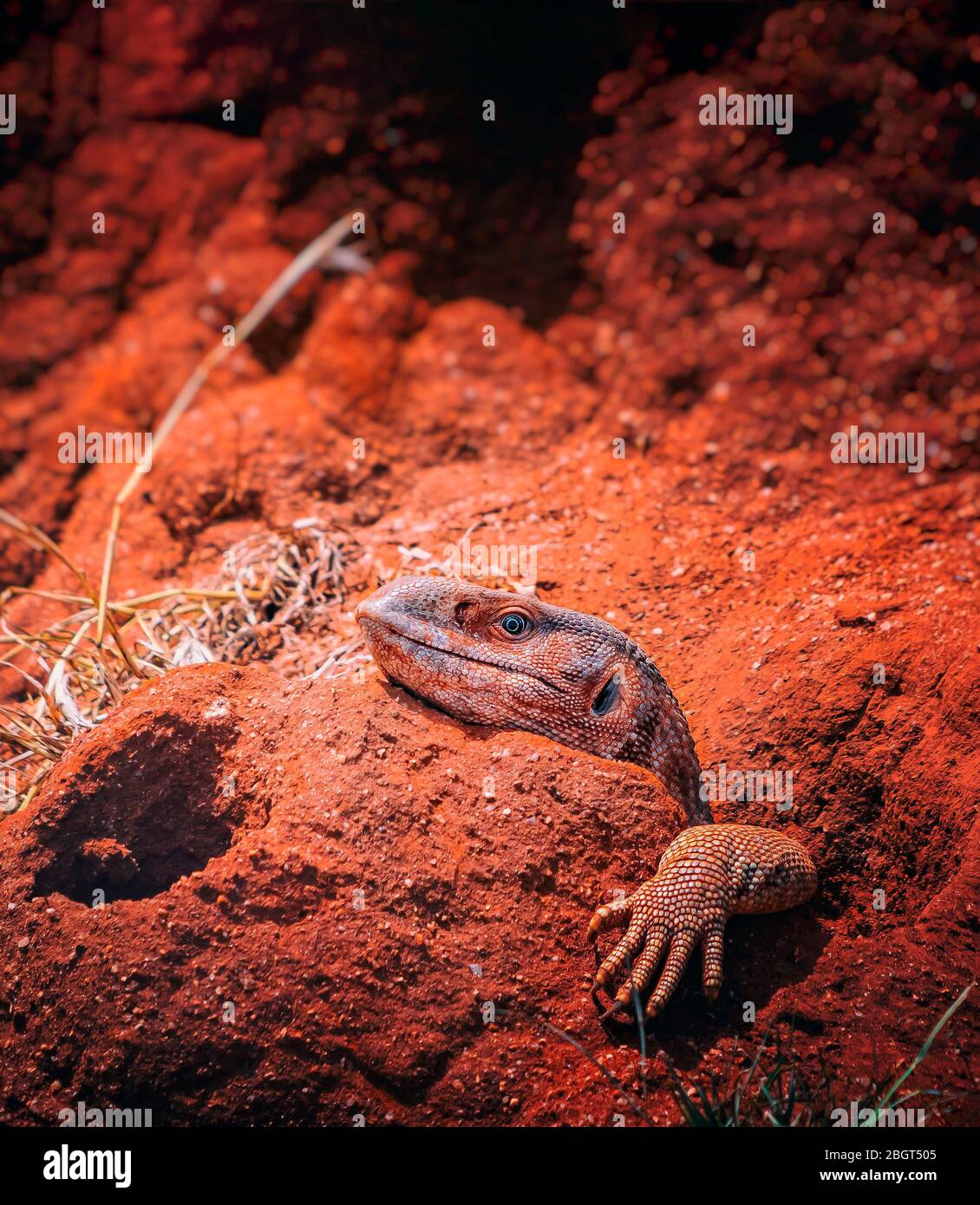 A giant agama lizard is hiding in a hole in a large termite mound. It ...