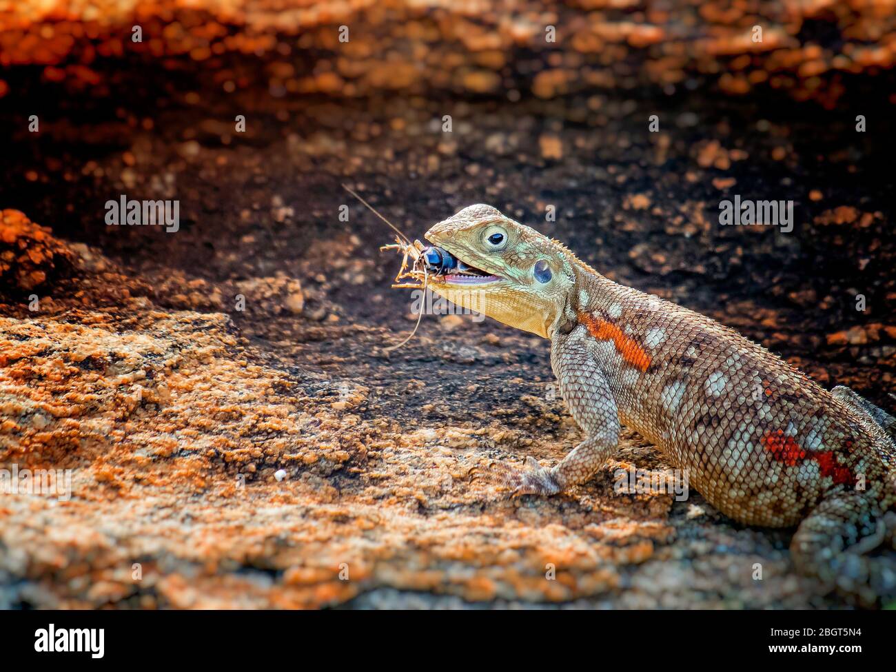 African blue headed lizard hi-res stock photography and images - Alamy