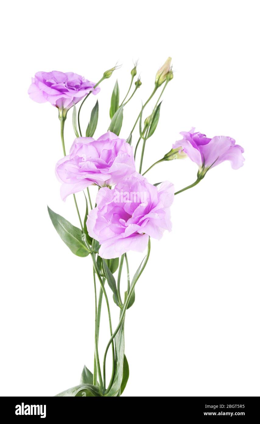 Purple artificial eustoma, isolated on white Stock Photo - Alamy