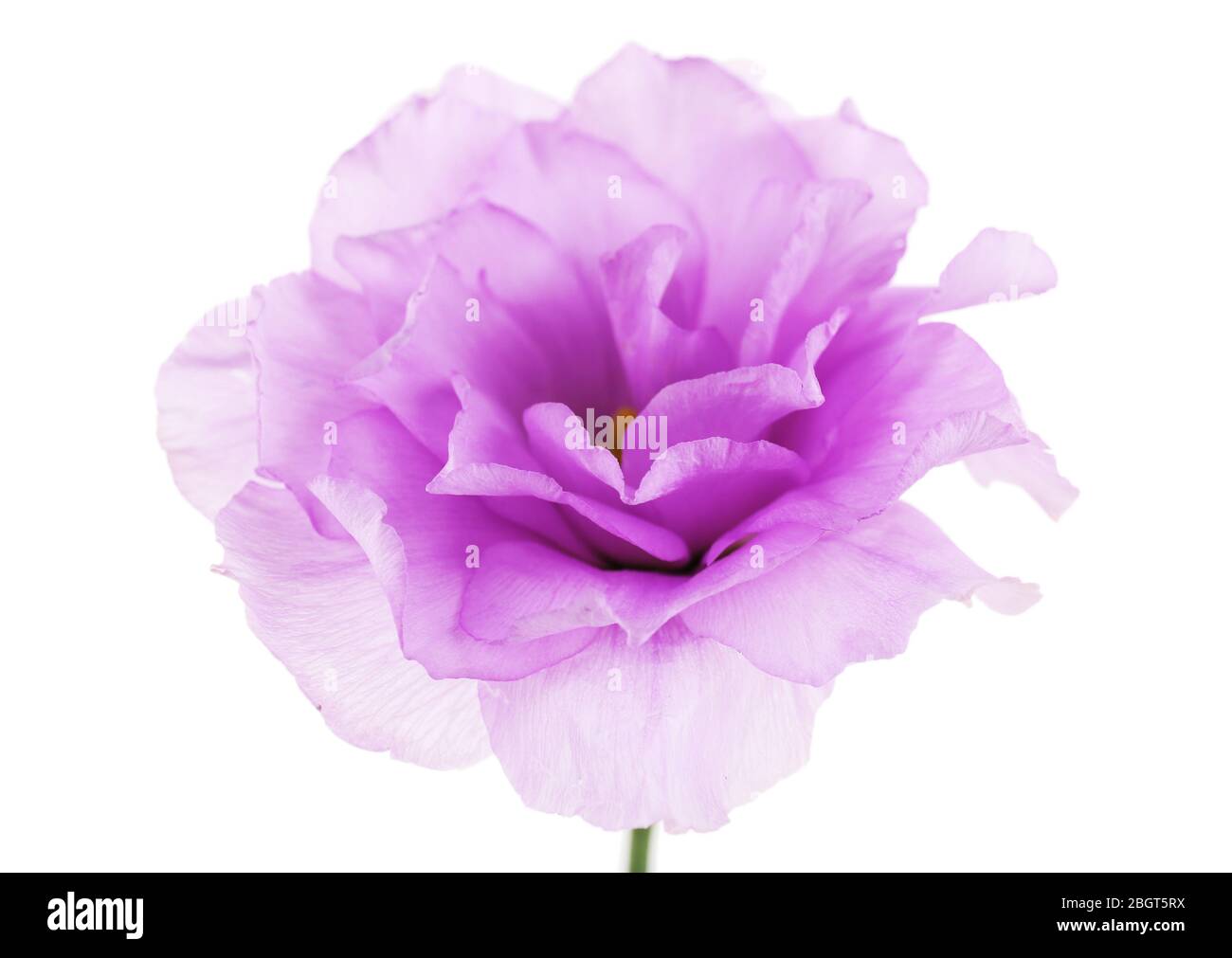 Purple artificial eustoma, isolated on white Stock Photo - Alamy