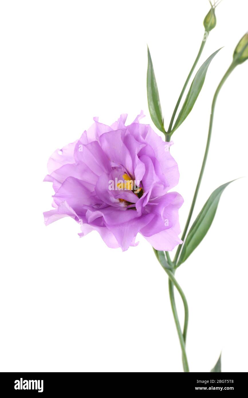 Purple artificial eustoma, isolated on white Stock Photo - Alamy