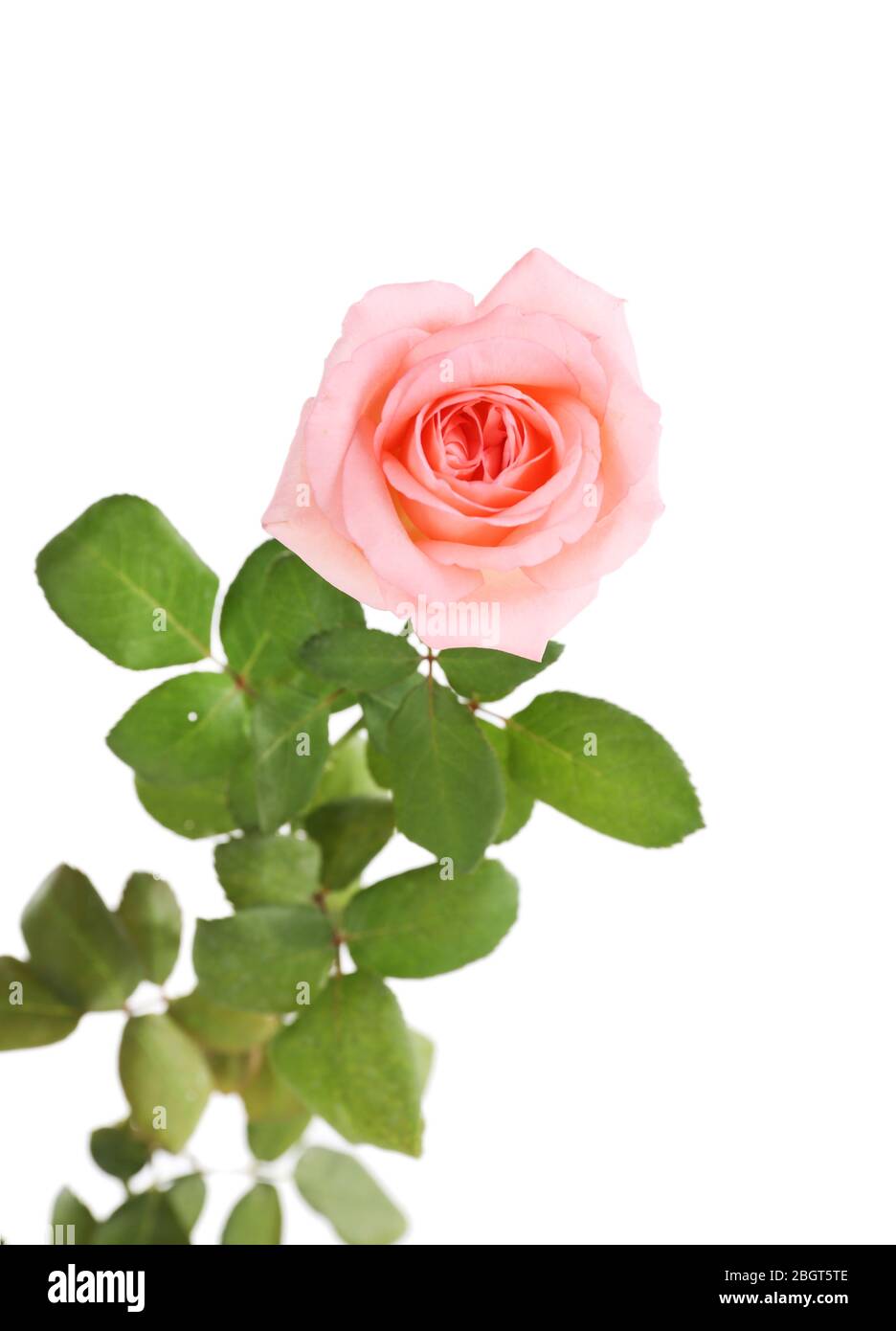 beautiful rose, isolated on white Stock Photo - Alamy