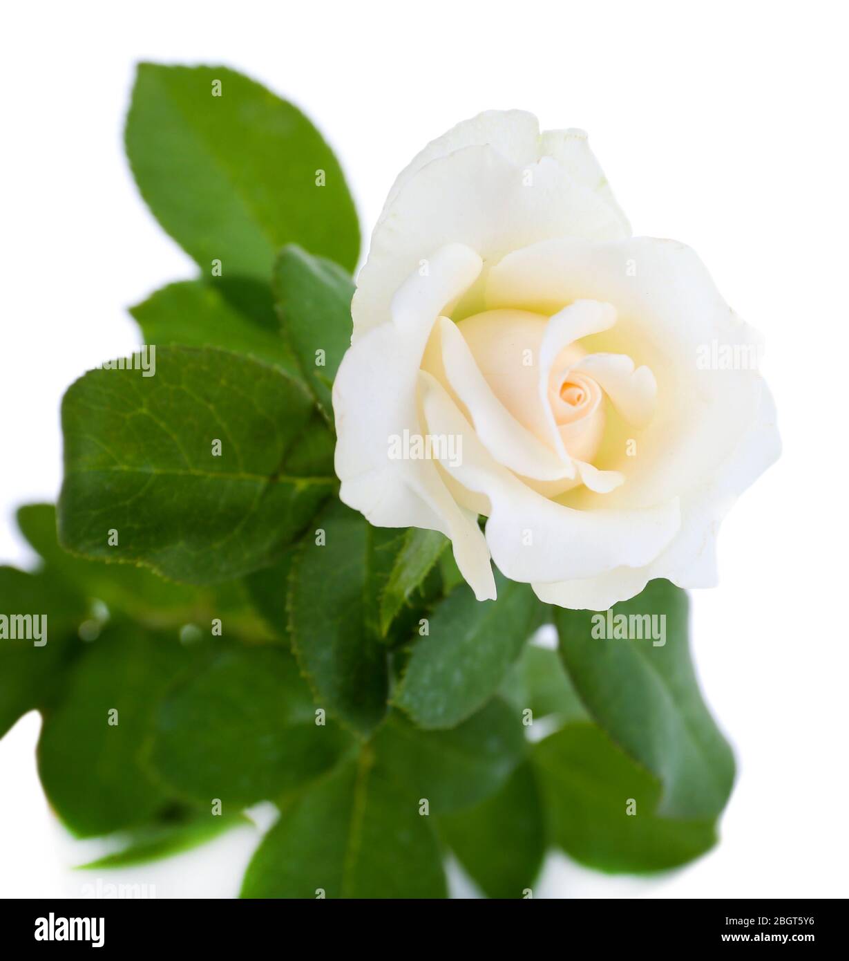 beautiful rose, isolated on white Stock Photo - Alamy