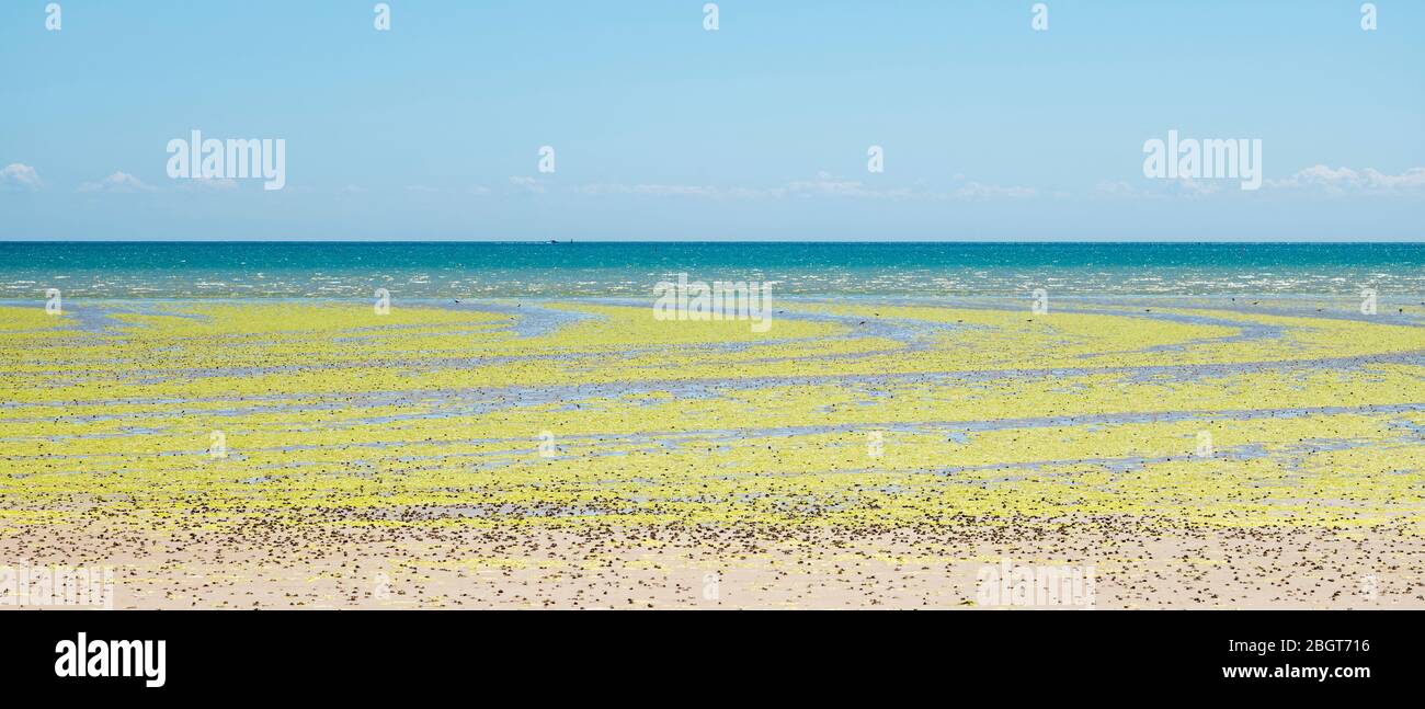 Seaweed forming geometric curvy shapes on sandy beach at St Aubin's Bay ...