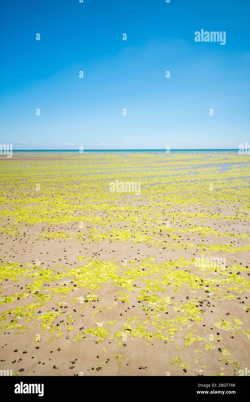 Seaweed forming geometric curvy shapes on sandy beach at St Aubin's Bay ...