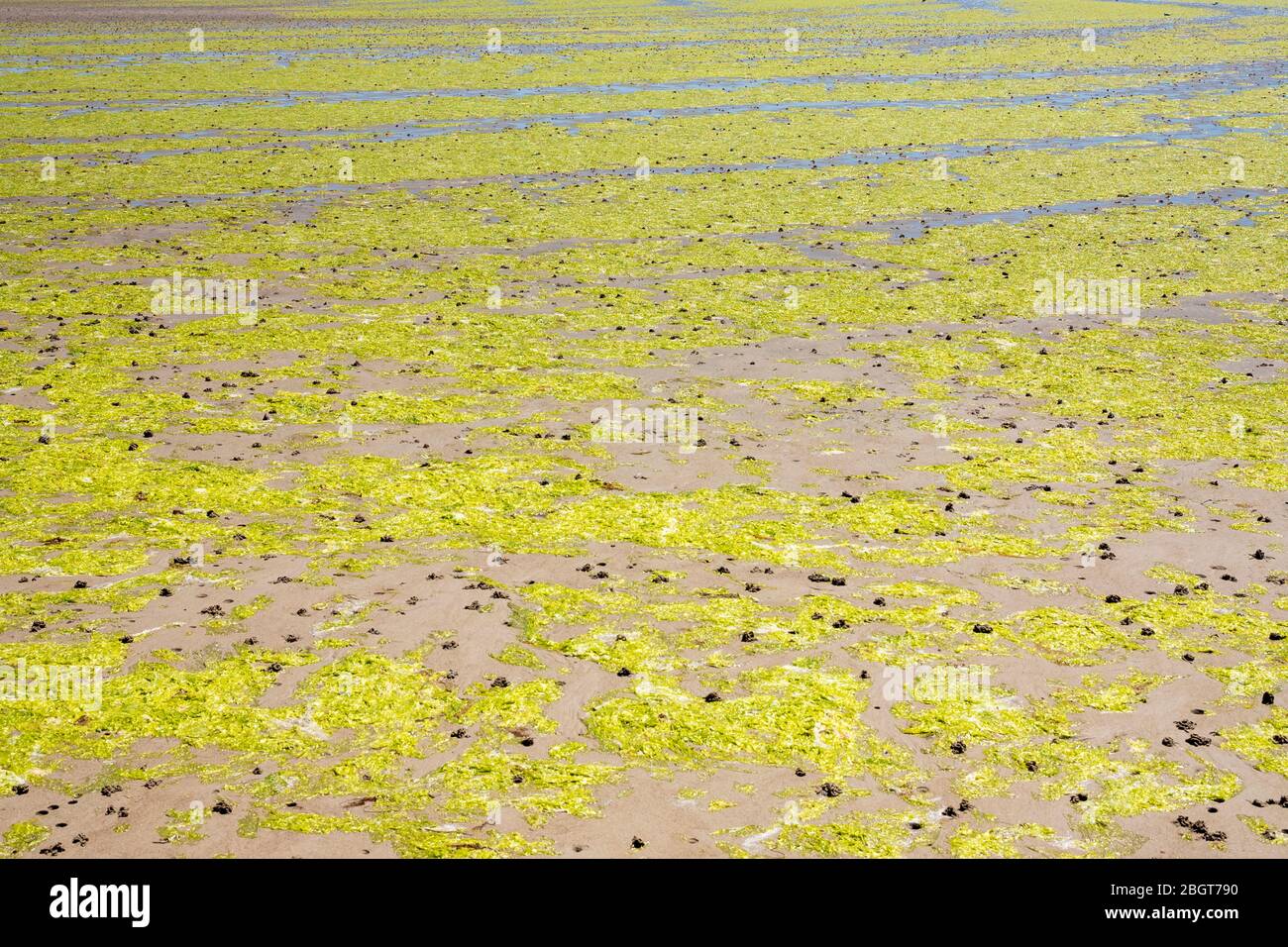 Seaweed forming geometric curvy shapes on sandy beach at St Aubin's Bay ...