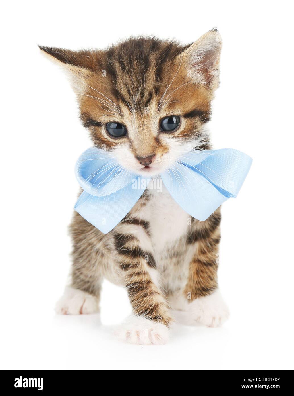 Cute little kitten with bow isolated on white Stock Photo - Alamy