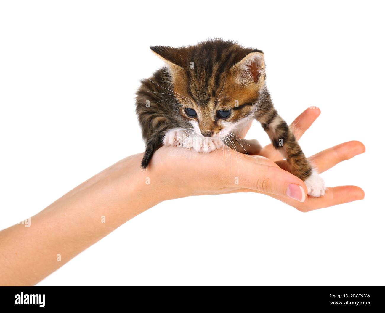 Cute little kitten in hand isolated on white Stock Photo - Alamy