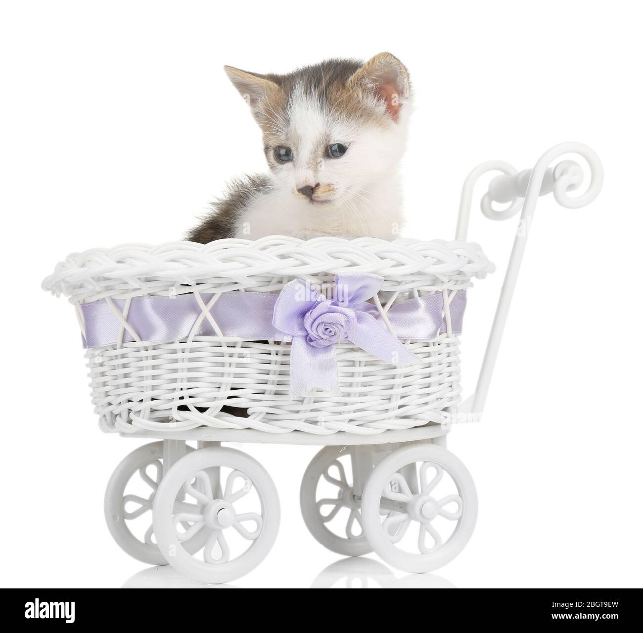 Cute little kitten in stroller isolated on white Stock Photo - Alamy