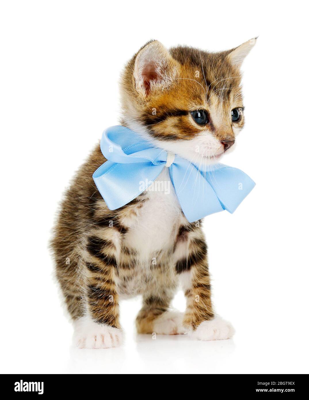 Cute little kitten with bow isolated on white Stock Photo - Alamy