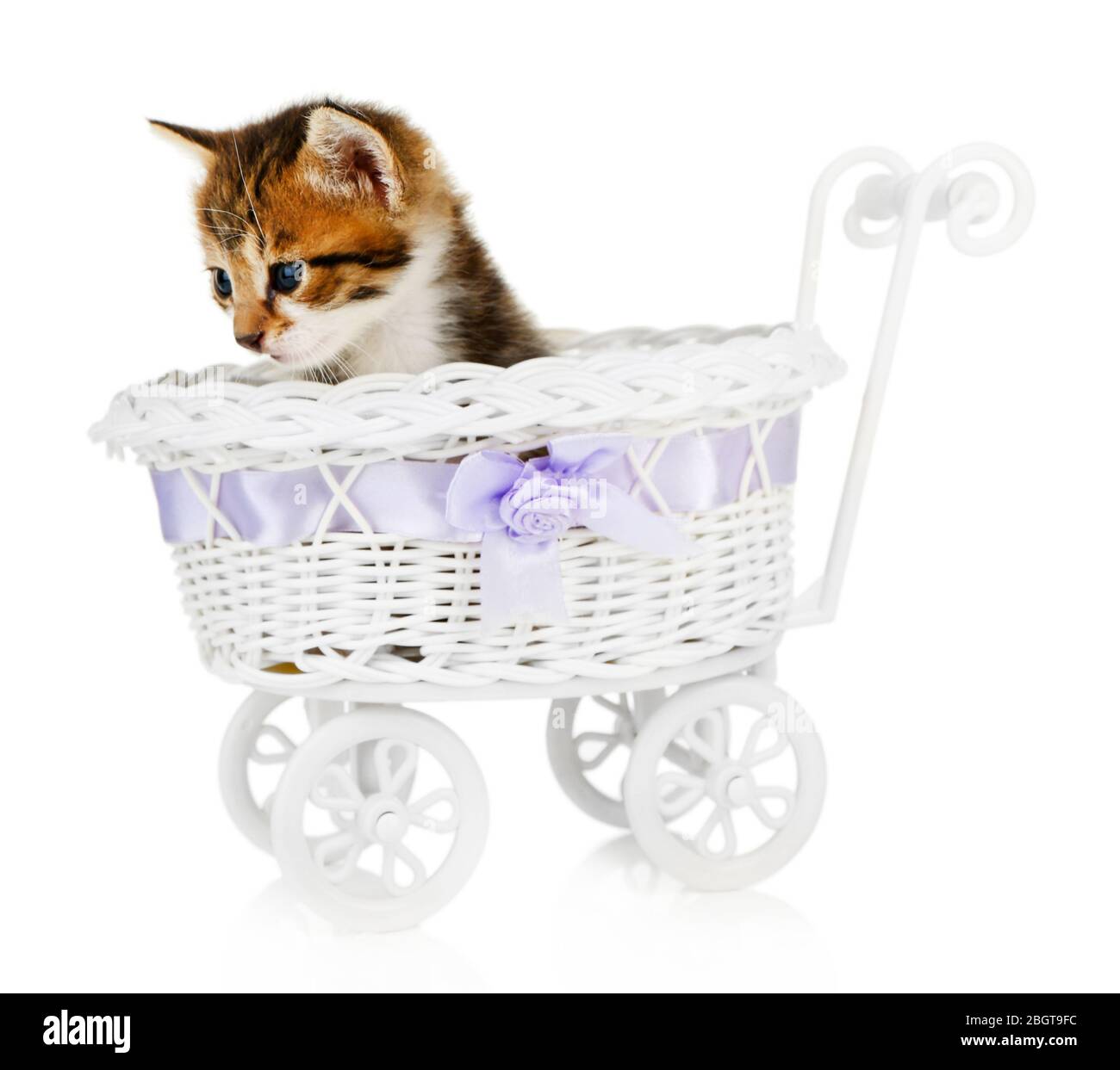 Cute little kitten in stroller isolated on white Stock Photo - Alamy