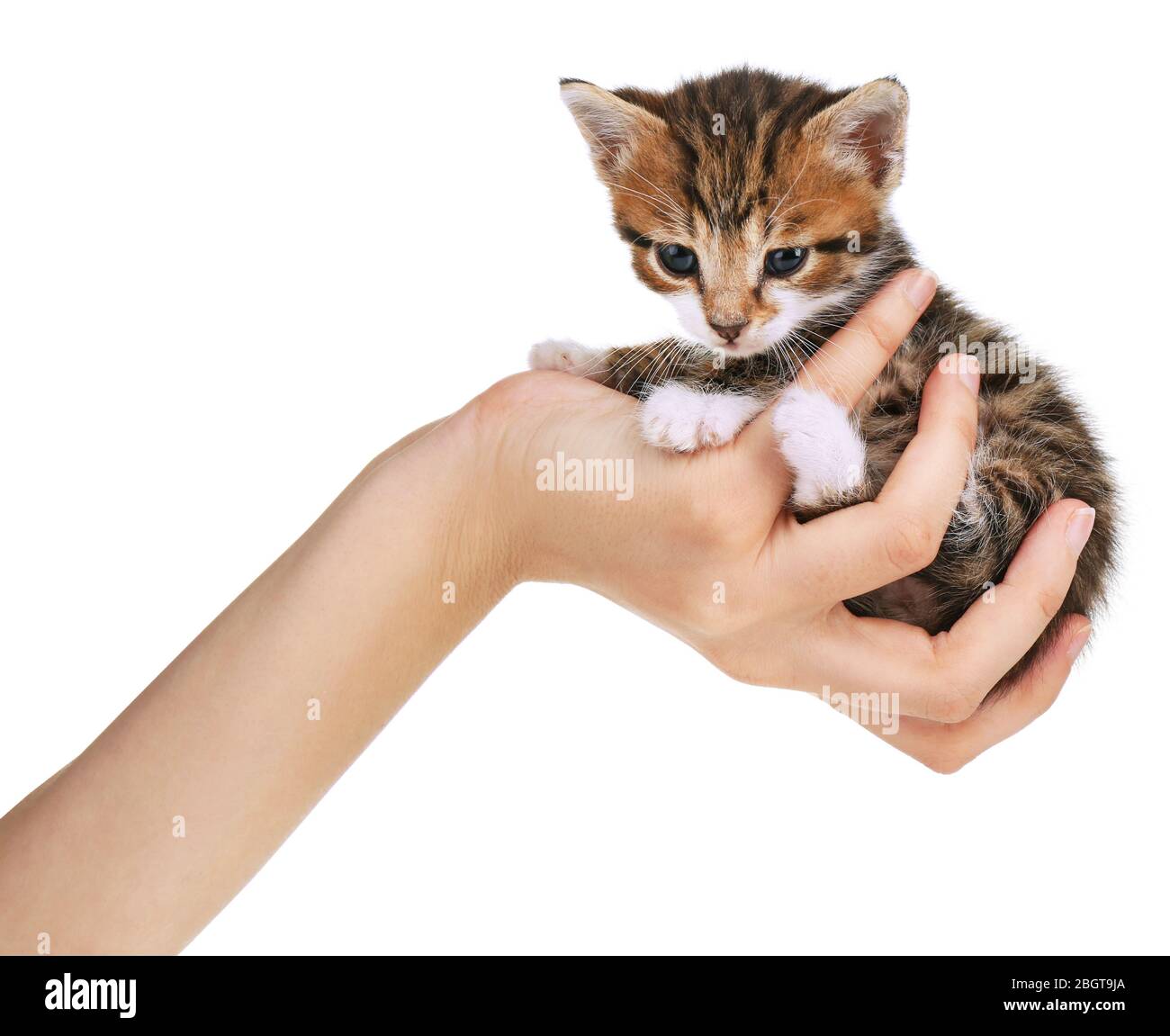 Cute little kitten in hand isolated on white Stock Photo - Alamy