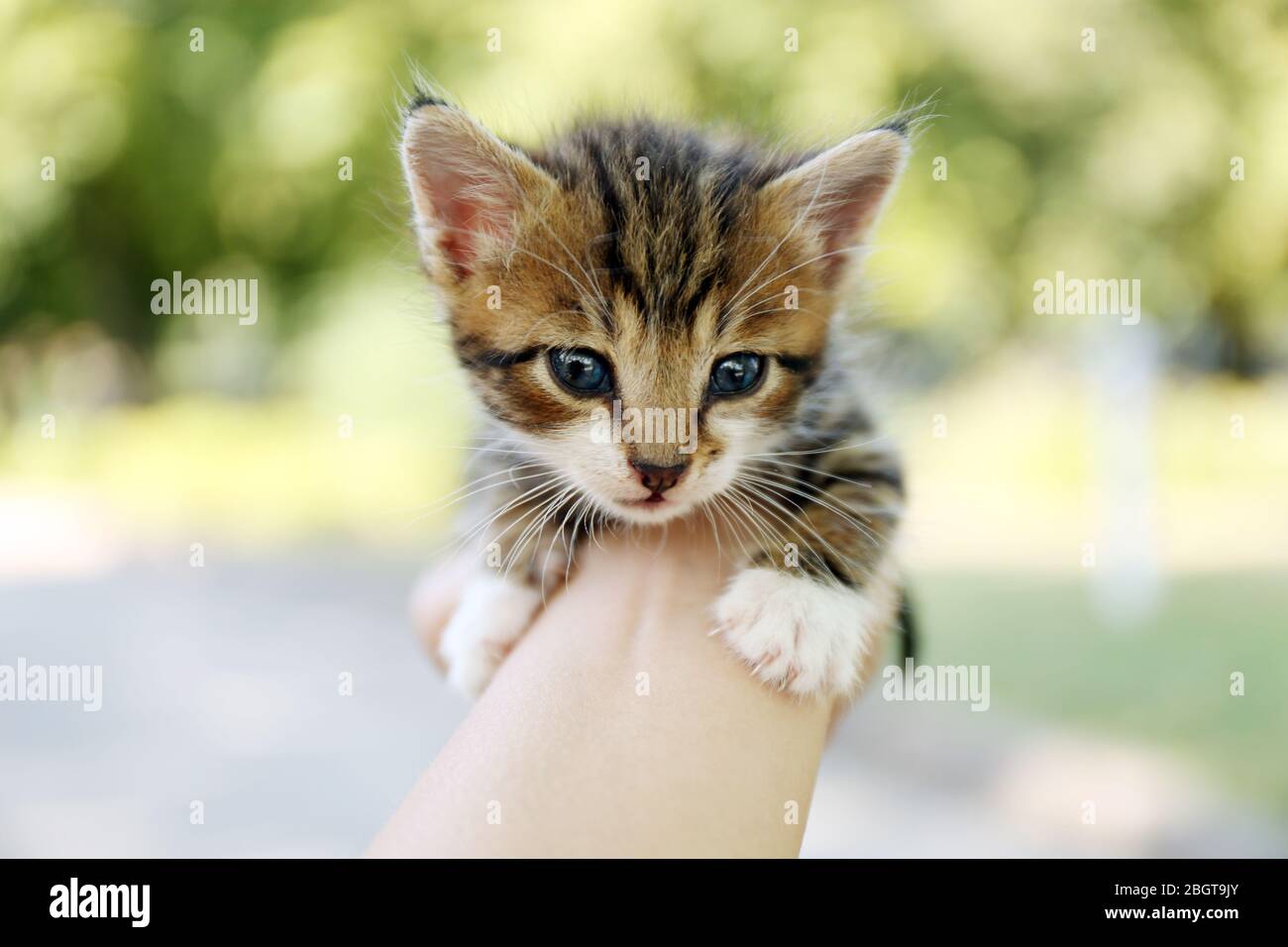 Cute little kitten in hand outdoors Stock Photo - Alamy