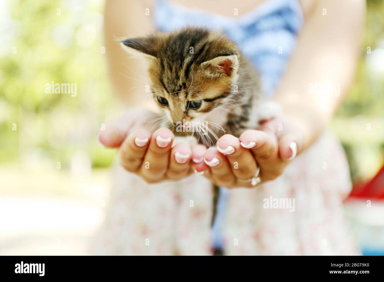 Cute little kitten in hands outdoors Stock Photo - Alamy