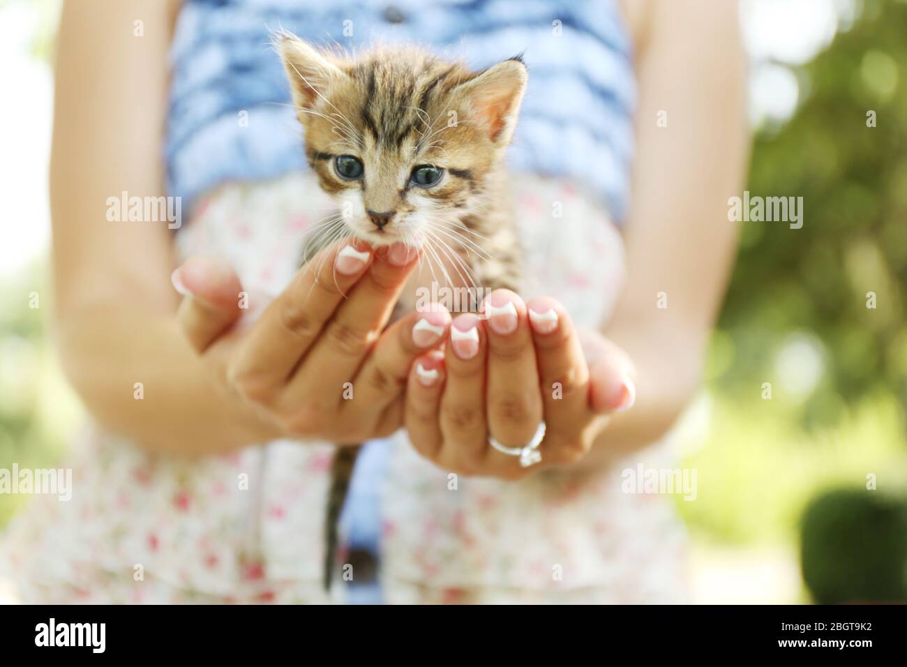 Cute little kitten in hands outdoors Stock Photo - Alamy