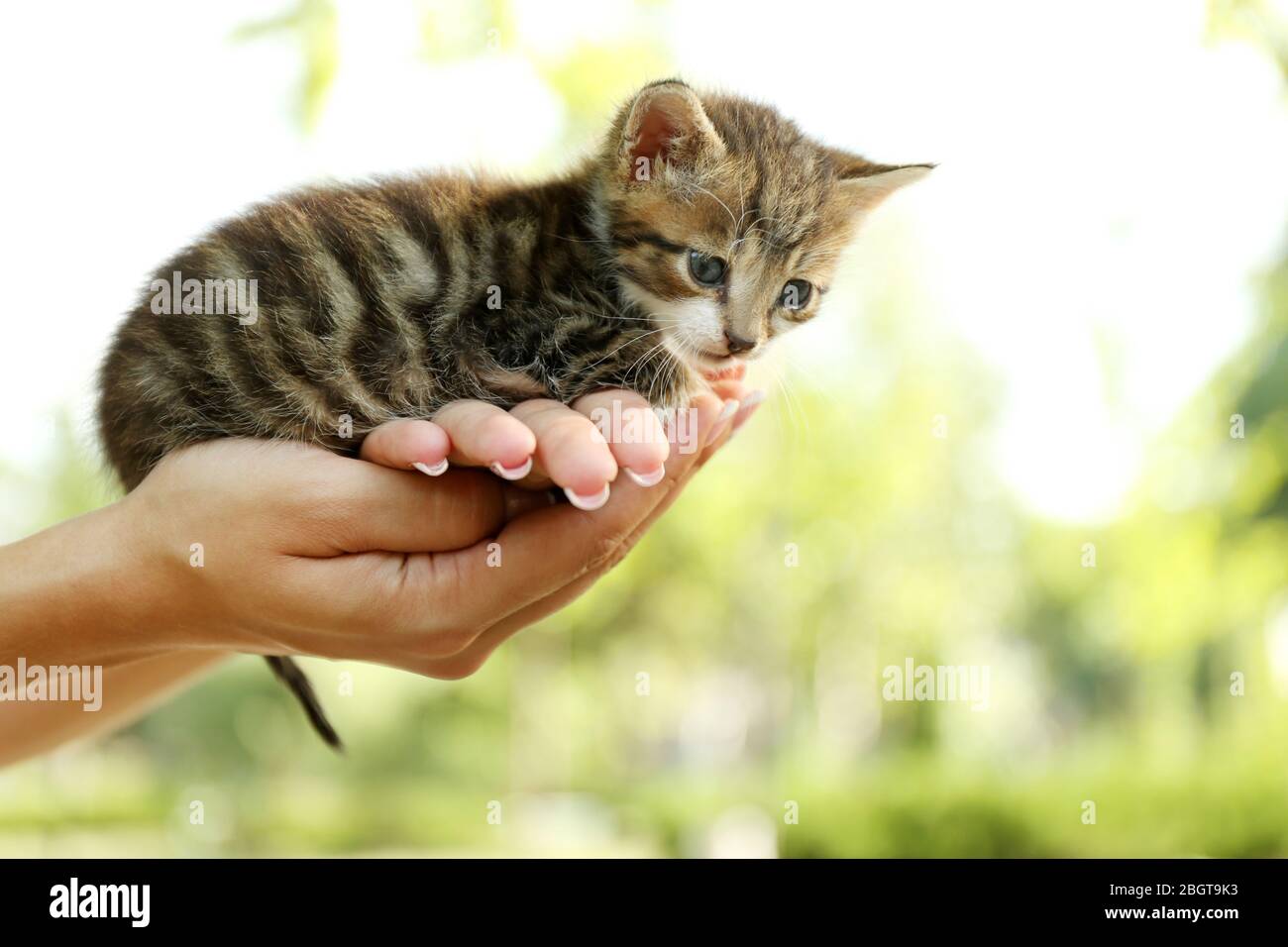 Cute little kitten in hands outdoors Stock Photo - Alamy