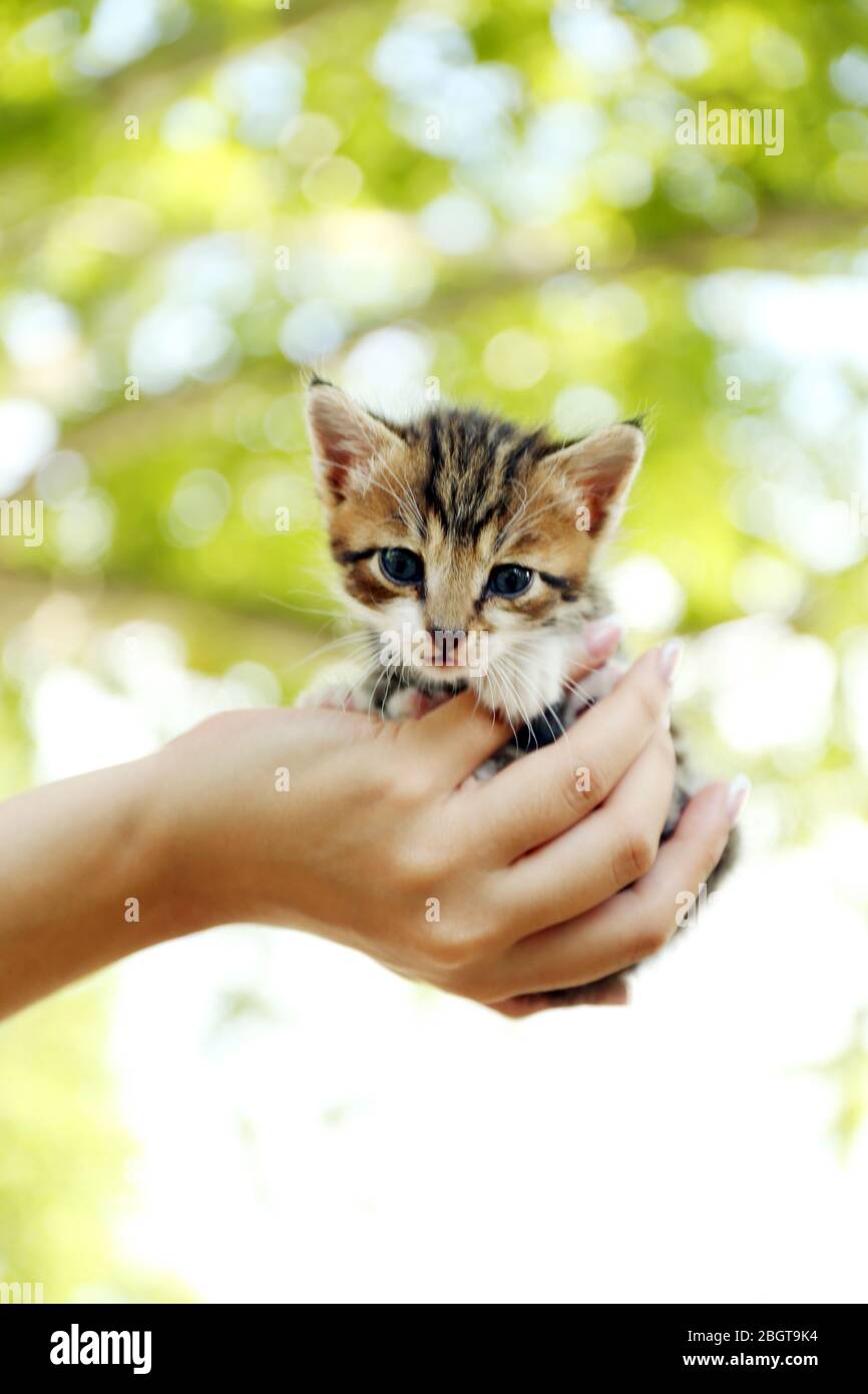 Cute little kitten in hand outdoors Stock Photo - Alamy
