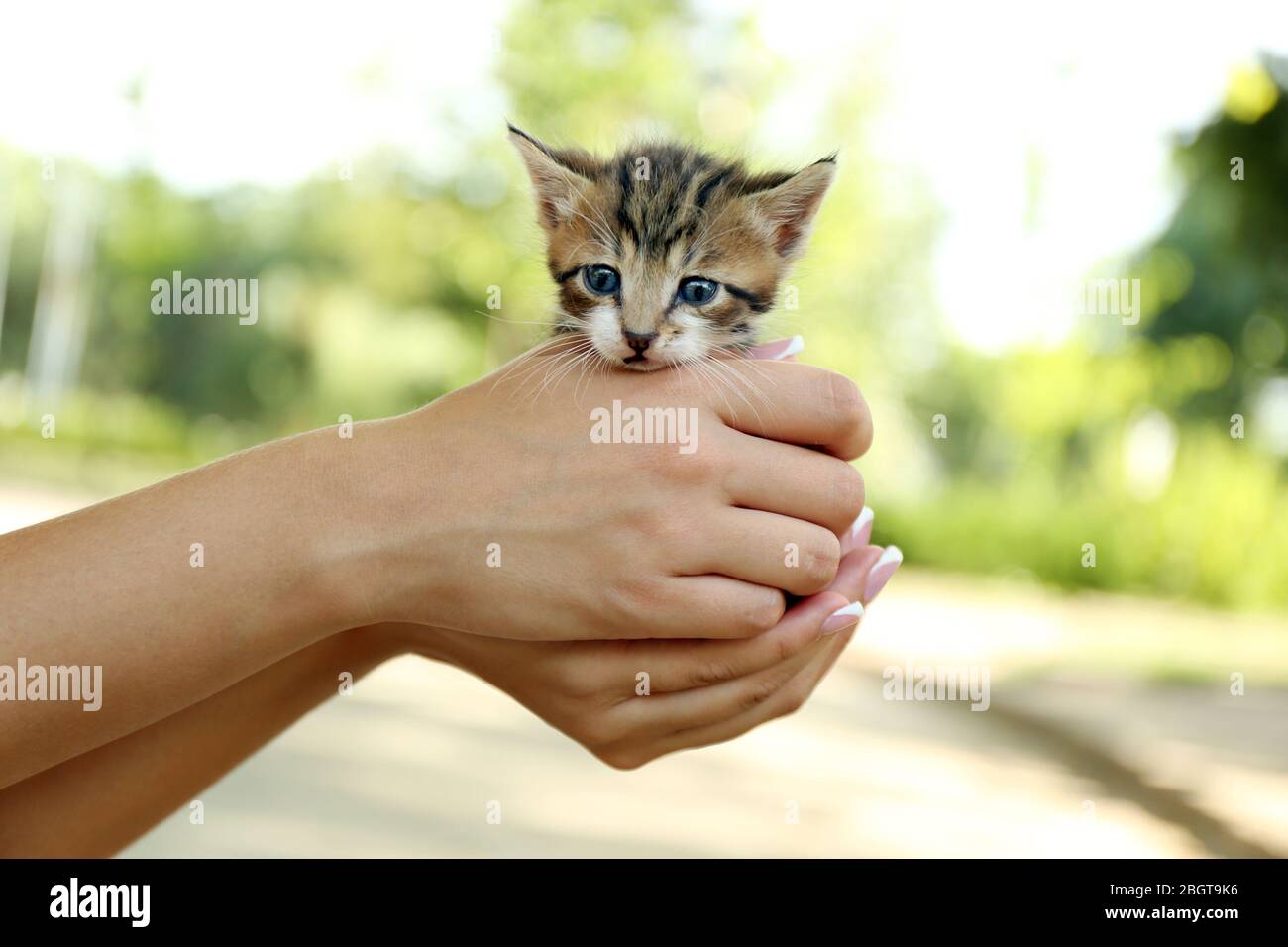 Cute little kitten in hands outdoors Stock Photo - Alamy