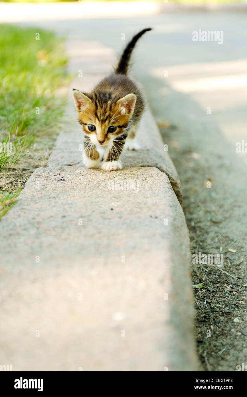 Cute little kitten outdoors Stock Photo - Alamy