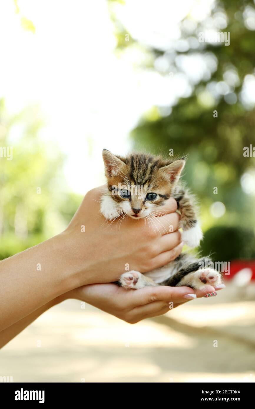 Cute little kitten in hands outdoors Stock Photo - Alamy