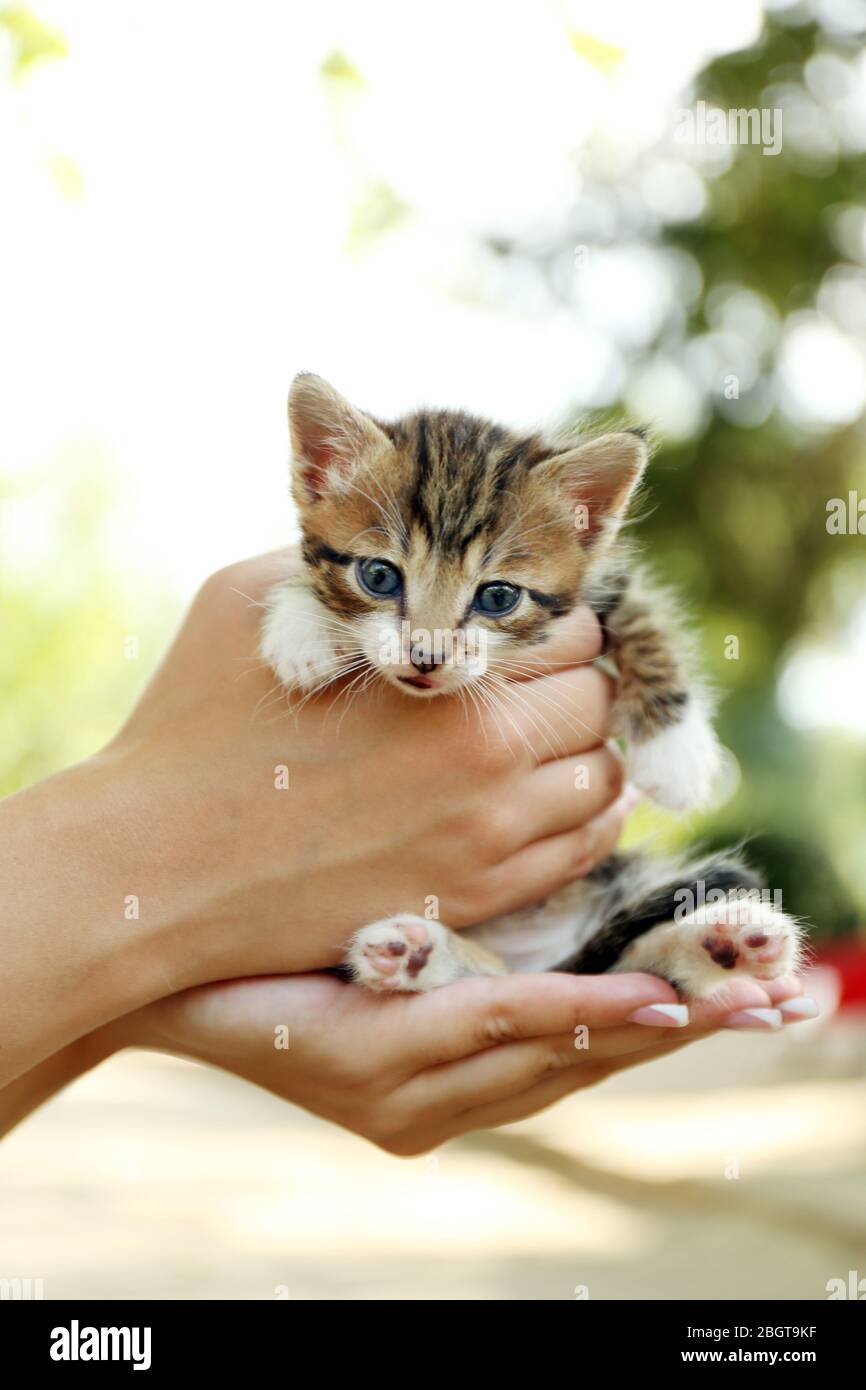 Cute little kitten in hands outdoors Stock Photo - Alamy