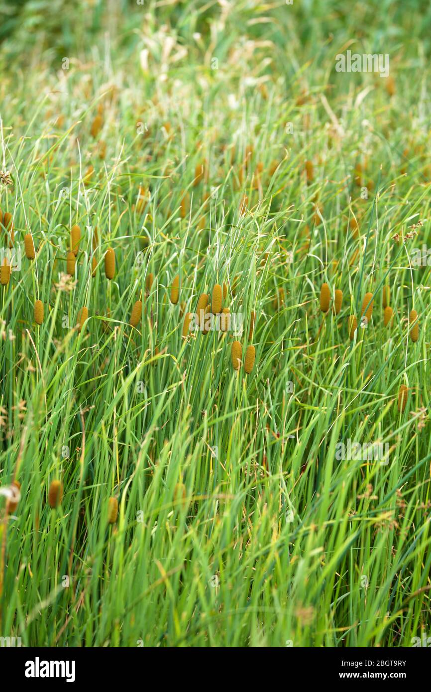 Typha latifolia, Common Bulrush, Broadleaf Cattail, close-up Stock ...
