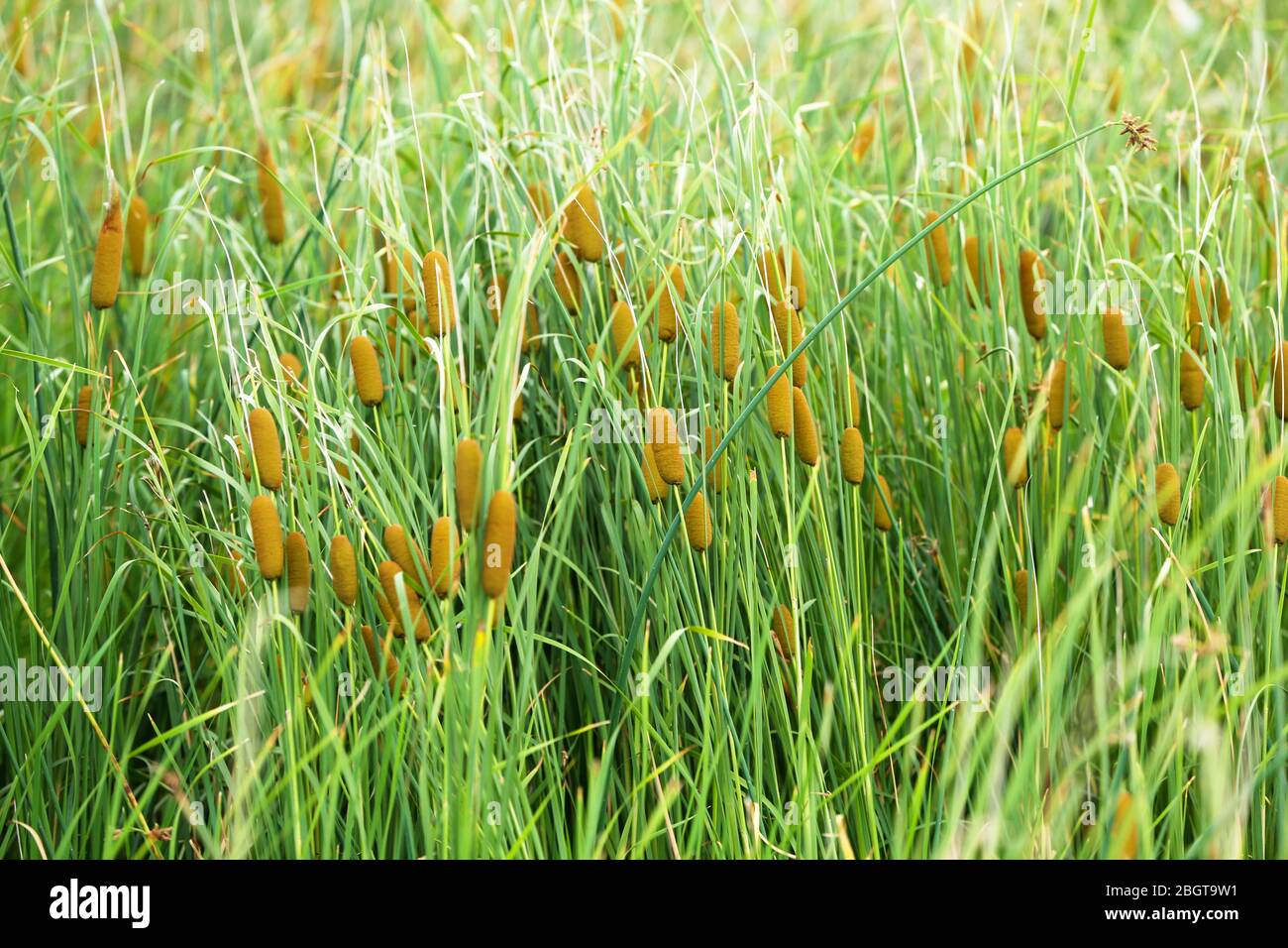 Typha latifolia, Common Bulrush, Broadleaf Cattail, close-up Stock ...