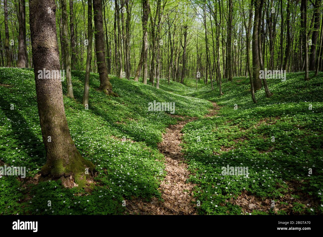Forest spring landscape. Fresh green vegetation and white flowers ...