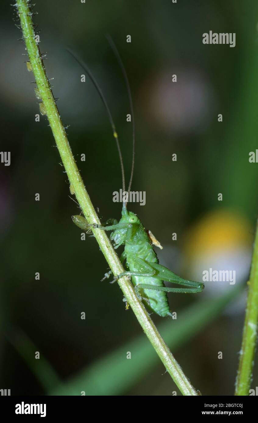 Cricket colours hi-res stock photography and images - Alamy