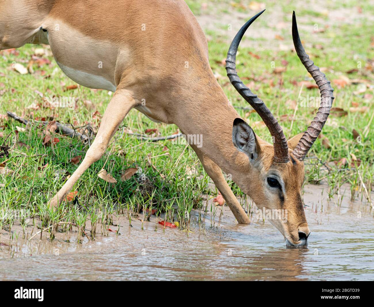 Impala water hole hi-res stock photography and images - Alamy