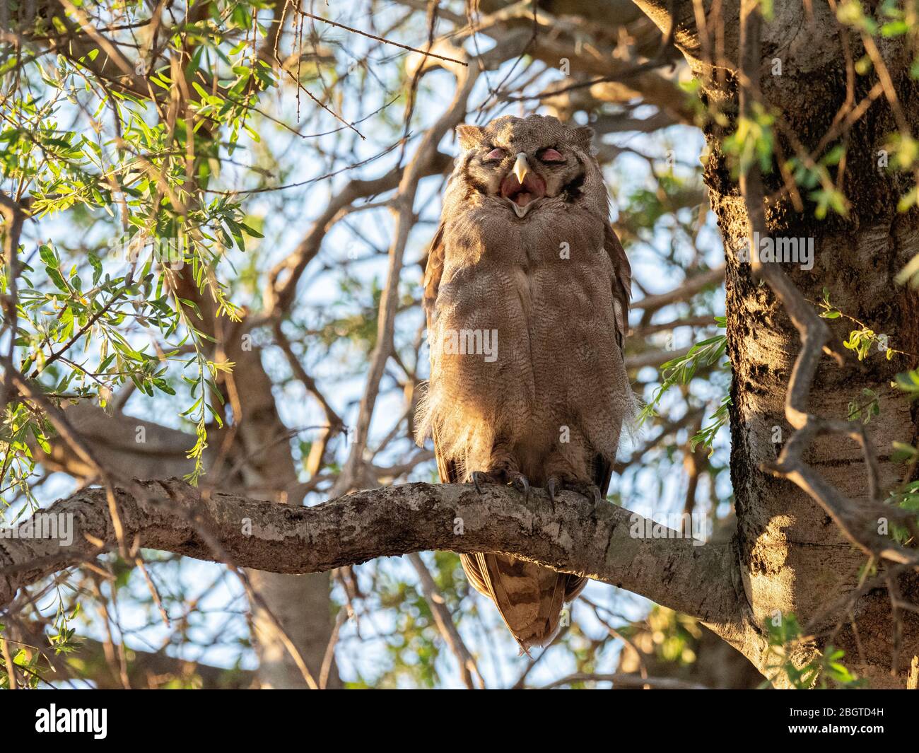 African eagle owl hi-res stock photography and images - Alamy