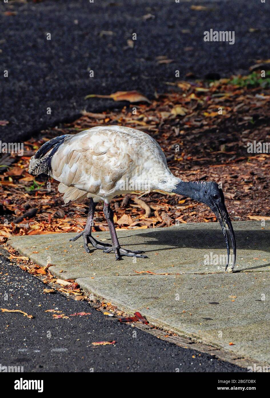 Australian white ibis Sydney, New South Wales, Australia Stock Photo ...