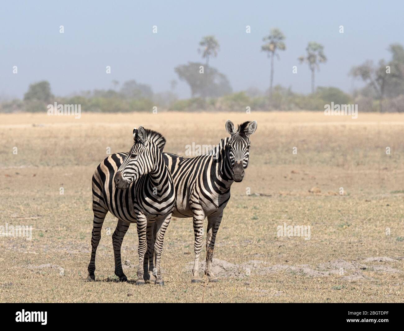 South africa zebra landscape hi-res stock photography and images - Alamy