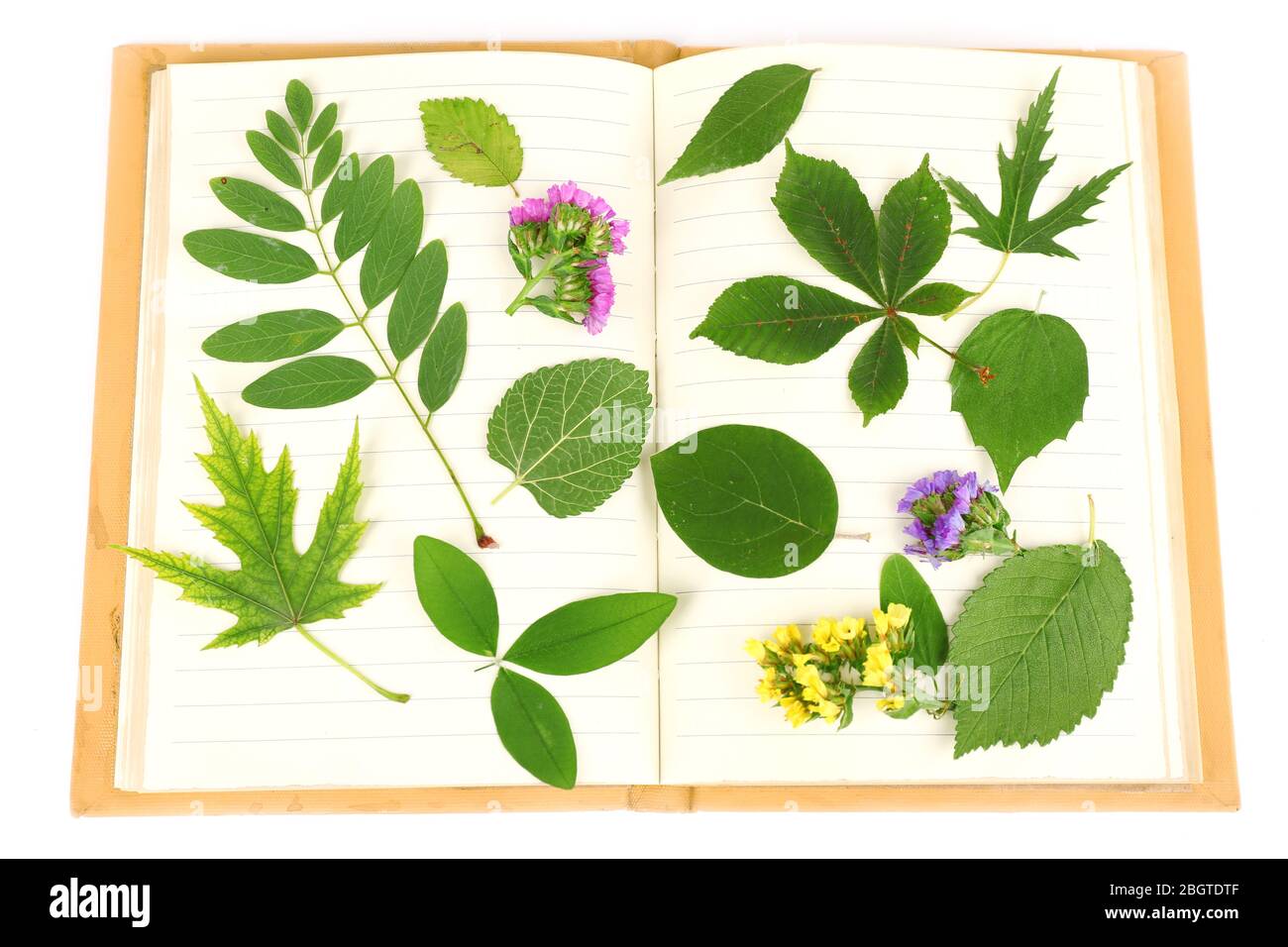 Dry up plants on book isolated on white Stock Photo - Alamy