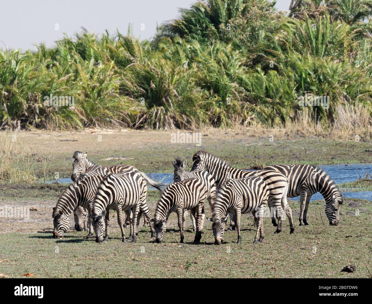 South africa zebra landscape hi-res stock photography and images - Alamy