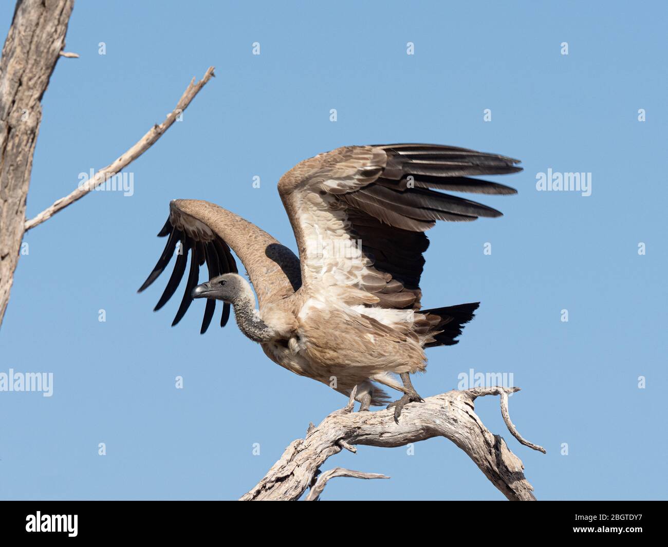 Adult white-backed vulture, Gyps africanus, taking flight in the ...