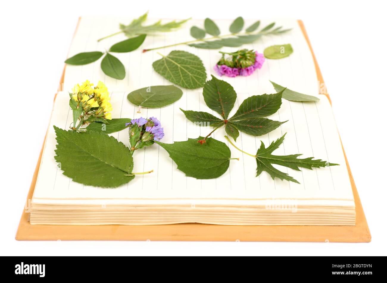 Dry up plants on book isolated on white Stock Photo - Alamy