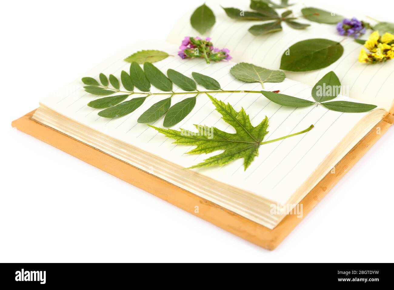 Dry plants book hi-res stock photography and images - Alamy