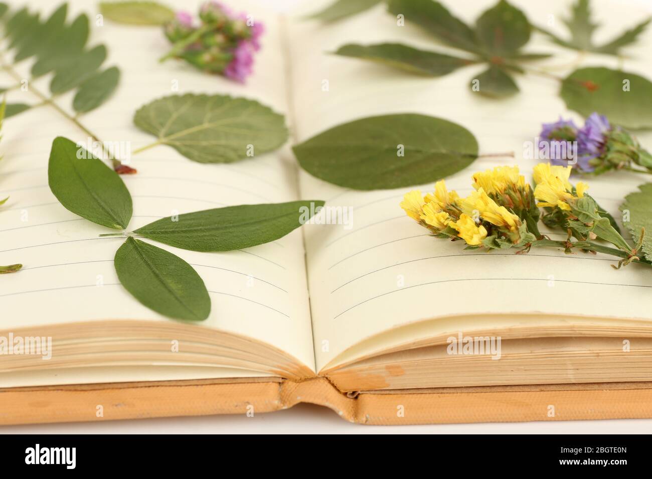 Dry up plants on book isolated on white Stock Photo - Alamy