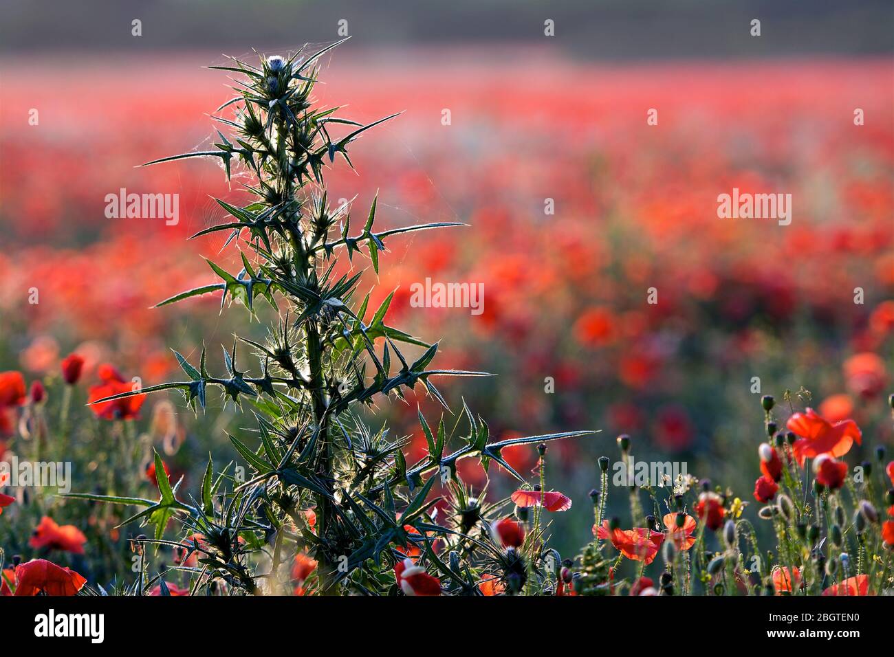 Poppies and thistles hi-res stock photography and images - Alamy