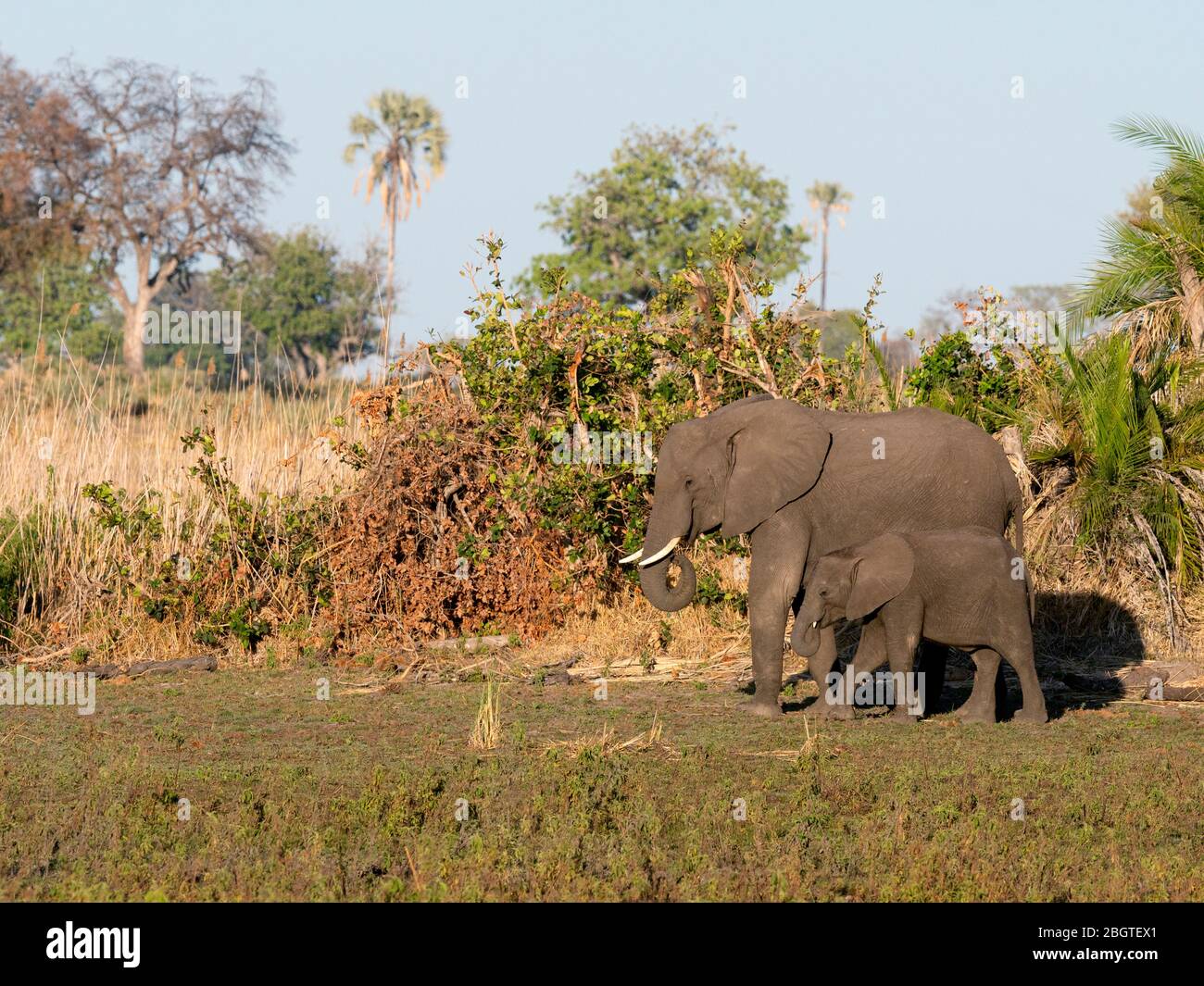 Elephants mother and calf hi-res stock photography and images - Alamy