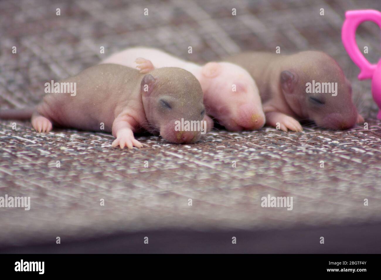 Cute kids rats on a light background Stock Photo - Alamy
