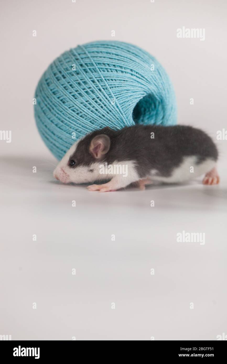 Little mouse with a blue ball of thread on a white background Stock ...