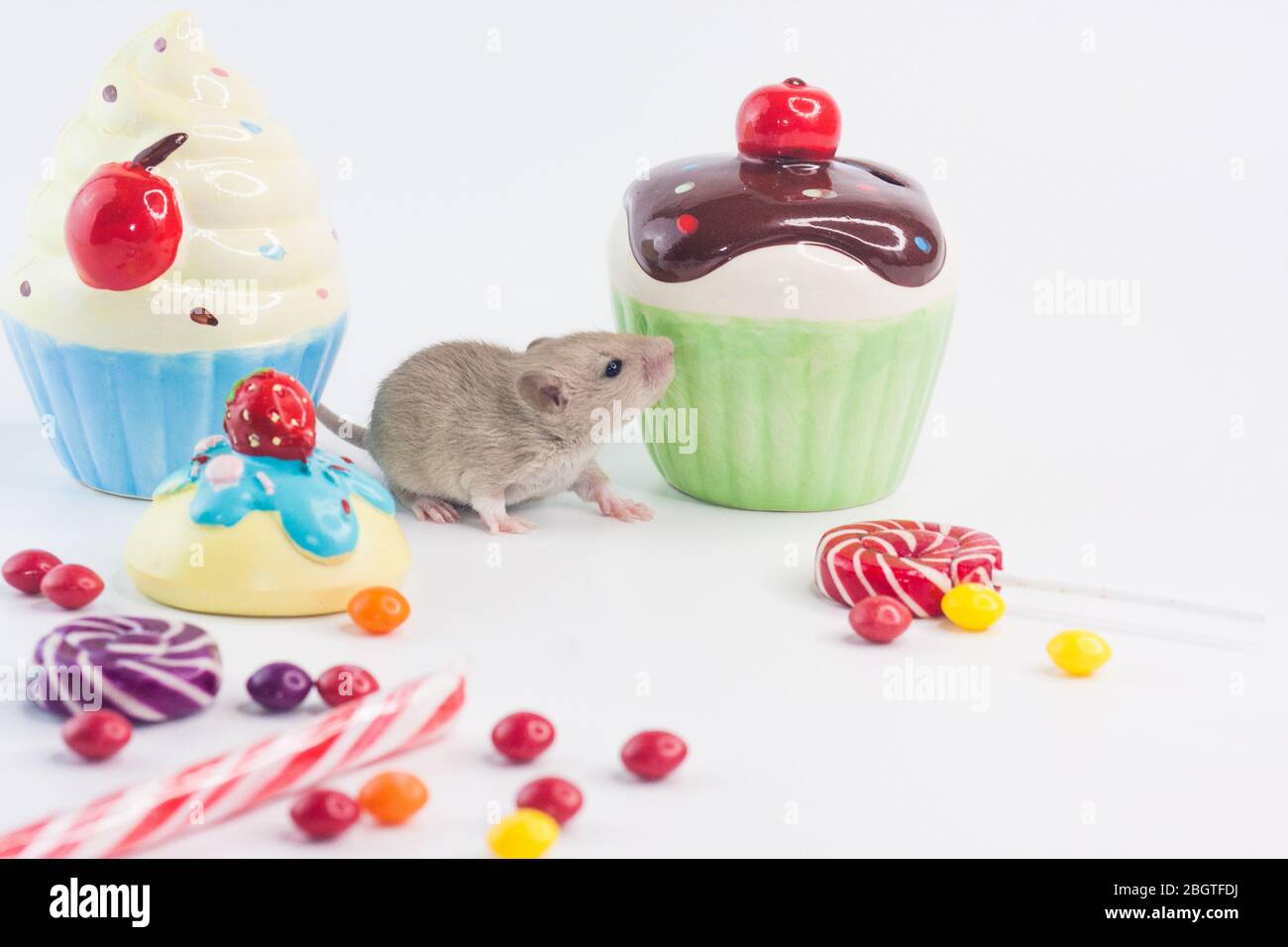 Rat and sweet candy. cute rodents and sugar joy Stock Photo - Alamy